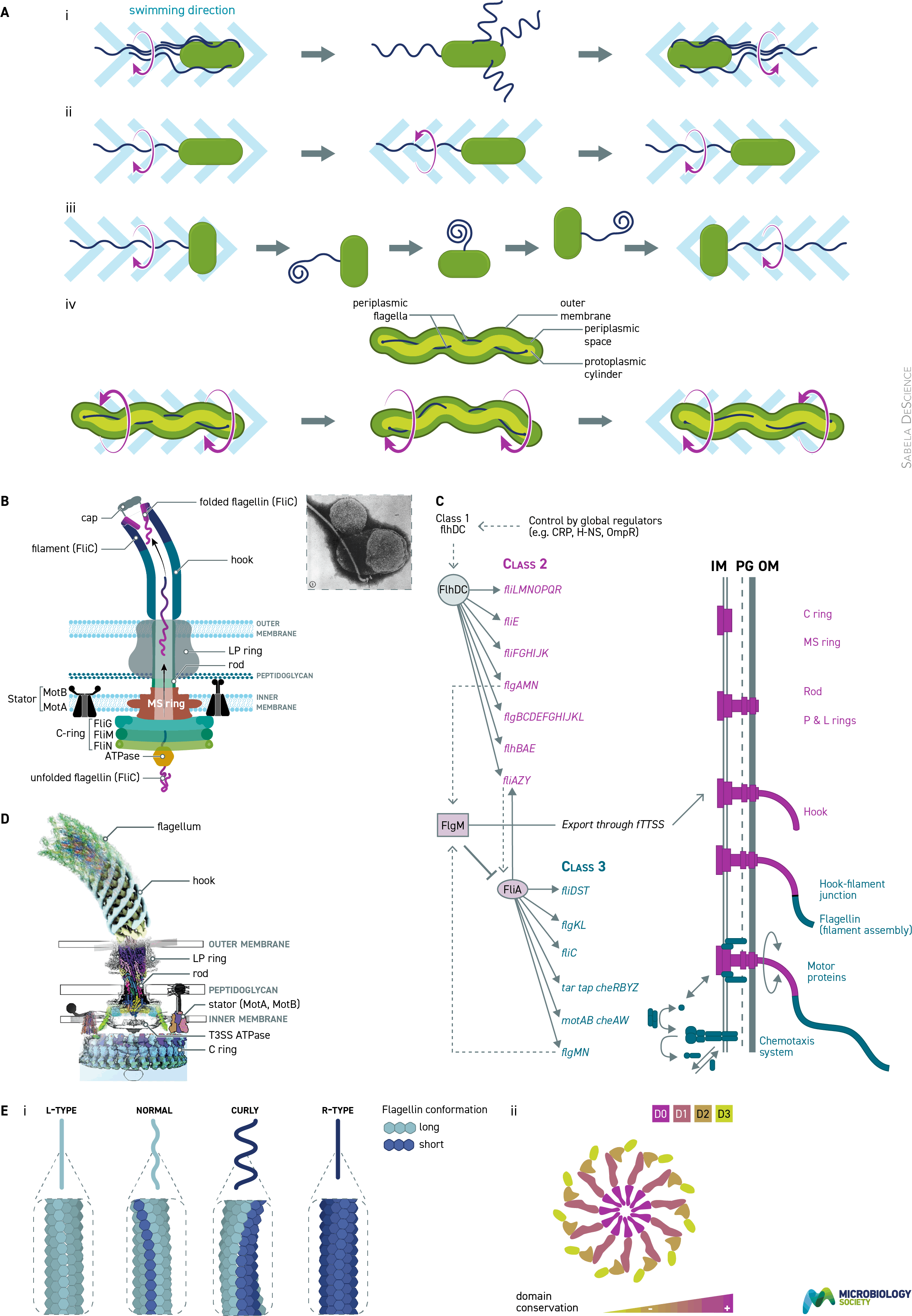 Microbial Primer: The bacterial flagellum &ndas...