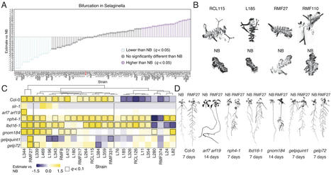 Plant microbiota controls an alternative root b...