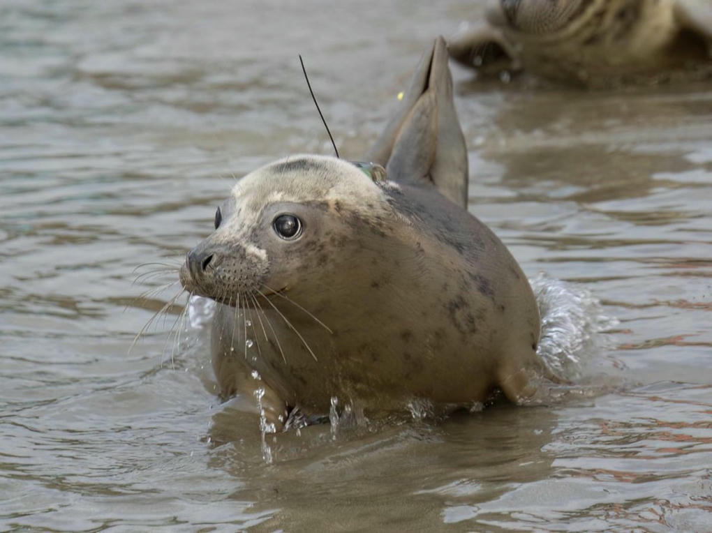 Le bio-logging, une méthode étonn...