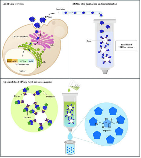 ClustVis: a web tool for visualizing clustering...