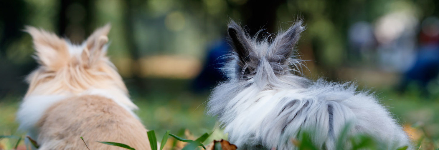 Fibonacci y sus números mágicos