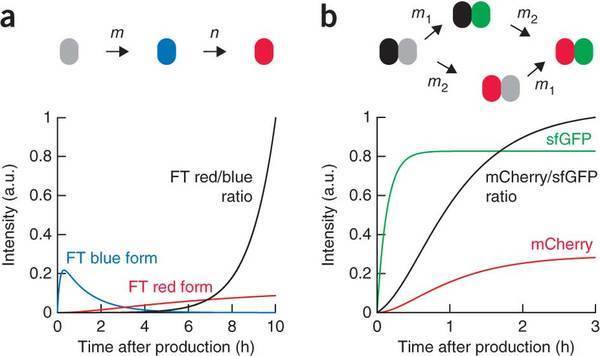 Tandem fluorescent protein timers for in vivo a...