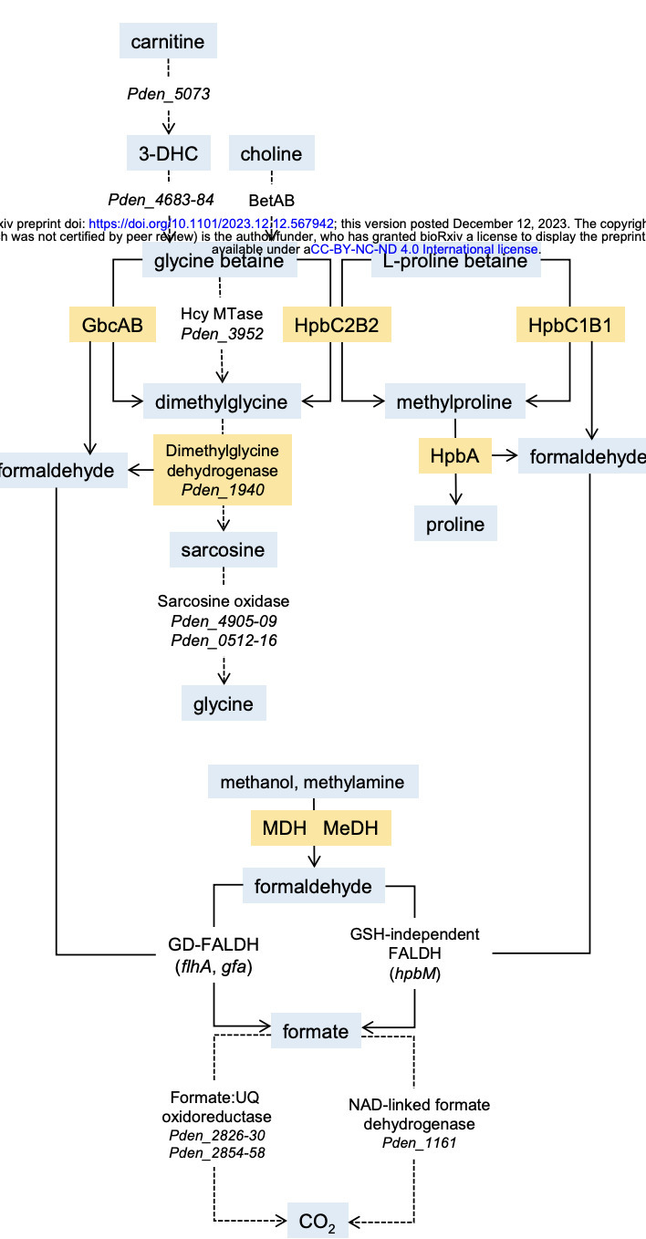 Choline Degradation In Paracoccus Denitrificans
