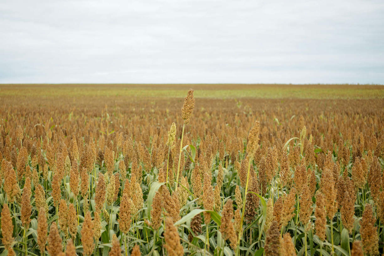 Le sorgho, culture d’avenir pour la Franc...