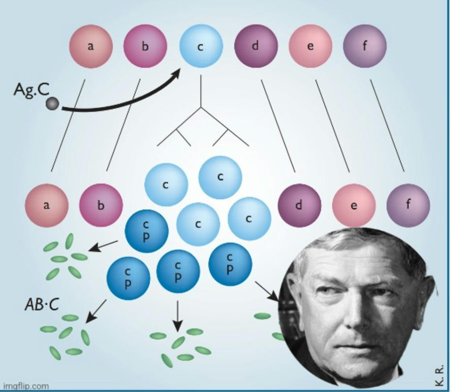 The Clonal Selection Antibody Theory (1957) &nd...