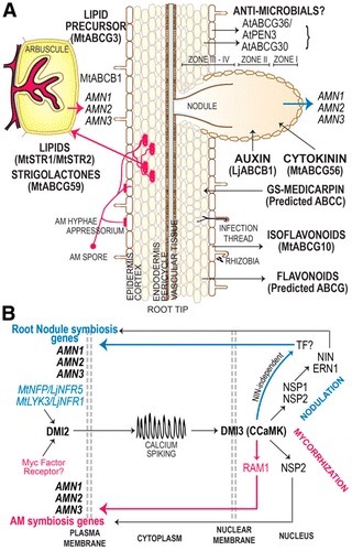 Three Common Symbiotic ABC Subfamily B Transpor...
