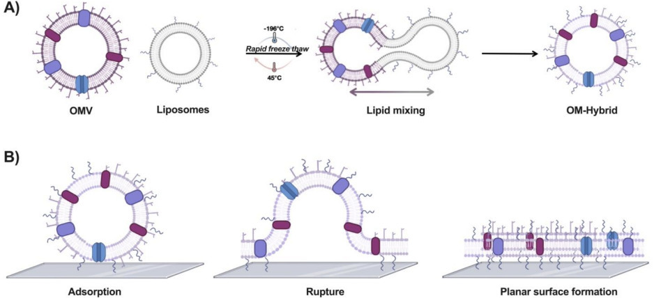 Engineering Planar Gram-Negative Outer Membrane...