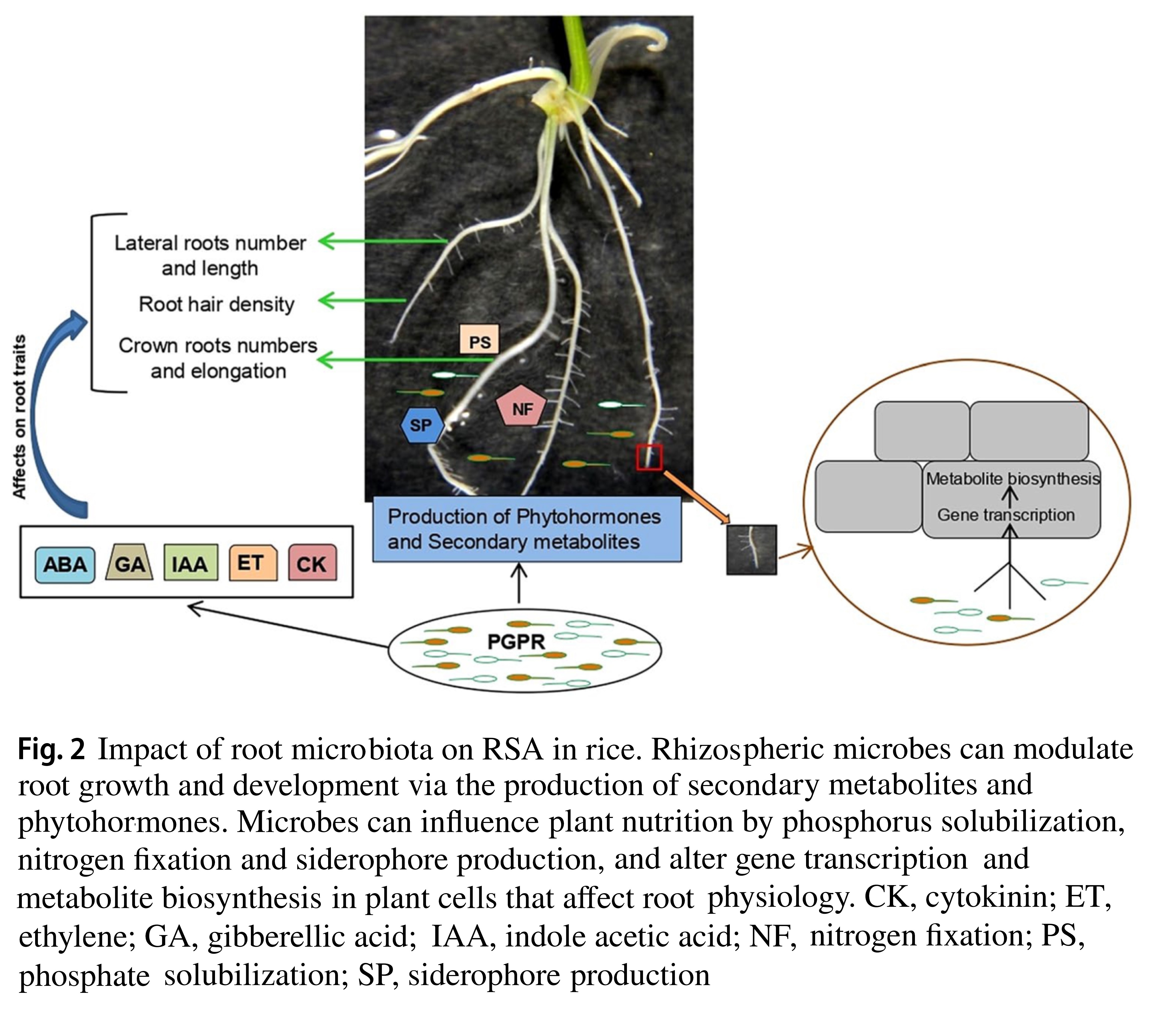 Root system architecture in rice: impacts of ge...