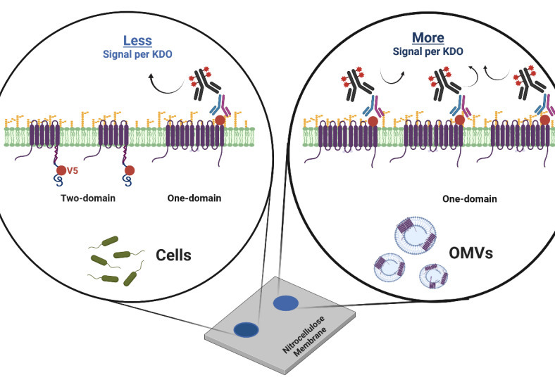 OprF functions as a latch to direct Outer Membr...