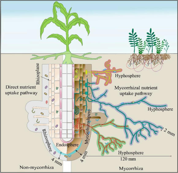 Exploring the secrets of hyphosphere of arbuscu...
