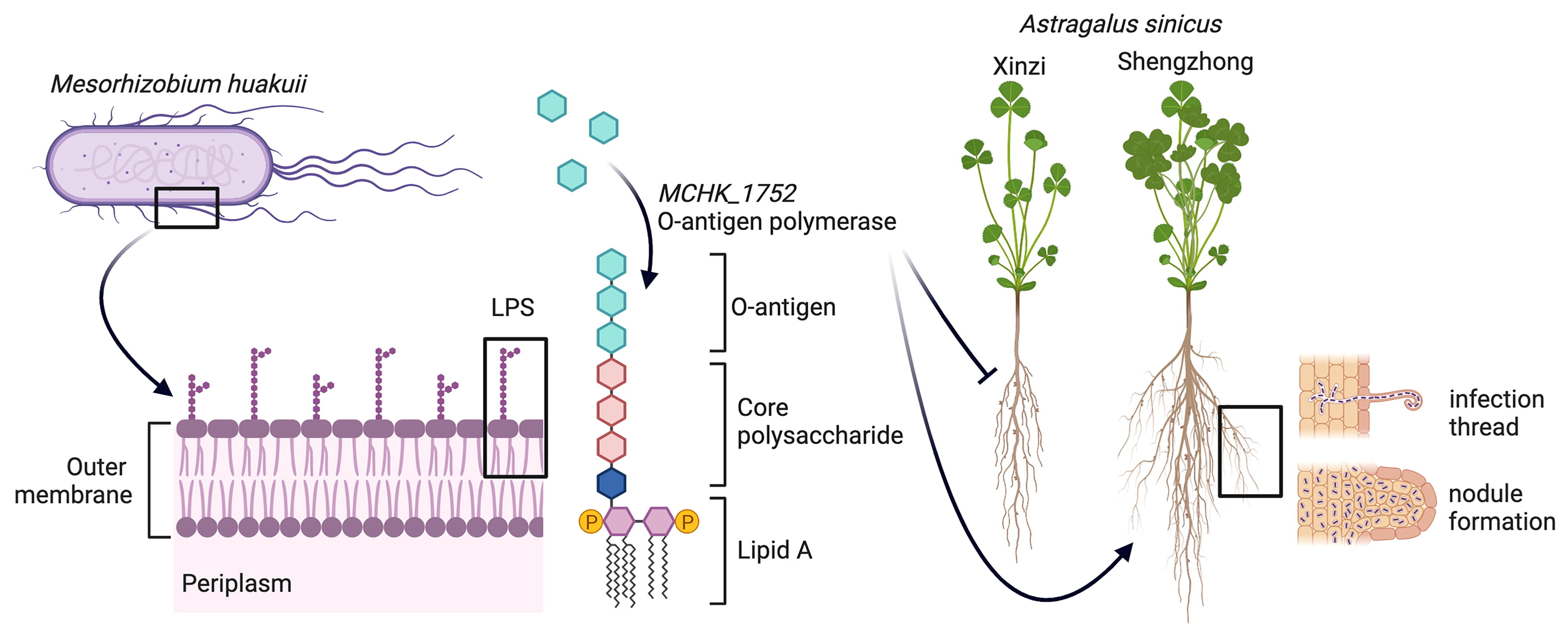 Mol Plant Microbe Interact: Commentary - S...