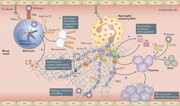 Endothelial Dysfunction And Immunothrombosis As