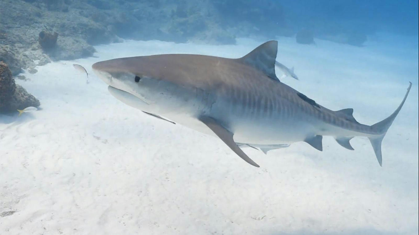 How tiger sharks wearing cameras revealed the w...