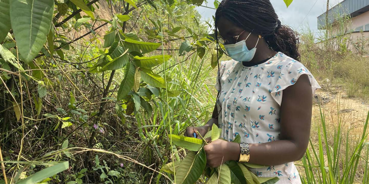 Au Cameroun, un insecticide biologique pour lut...