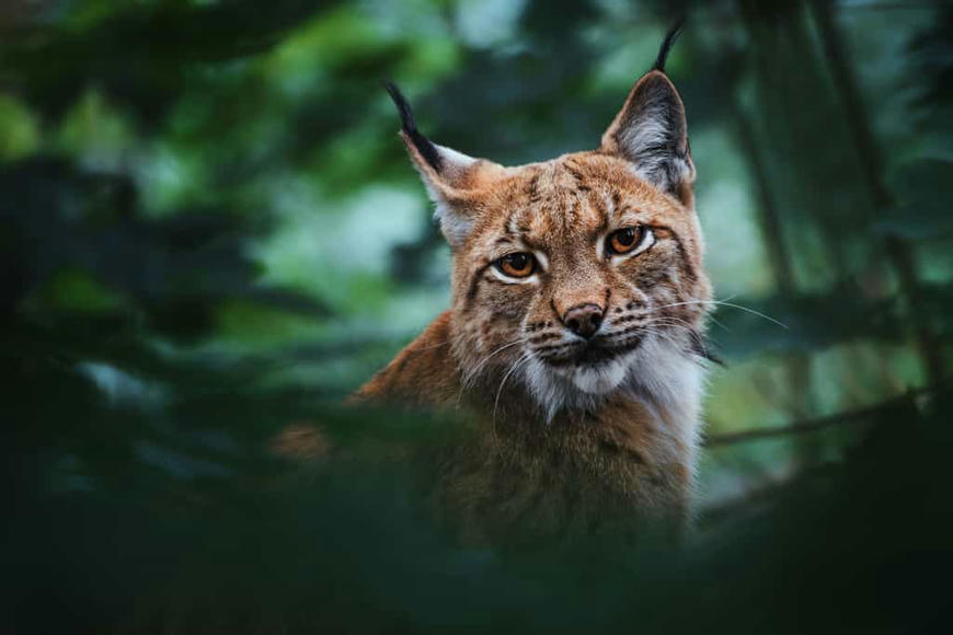 Qui est responsable de la disparition des #lynx...