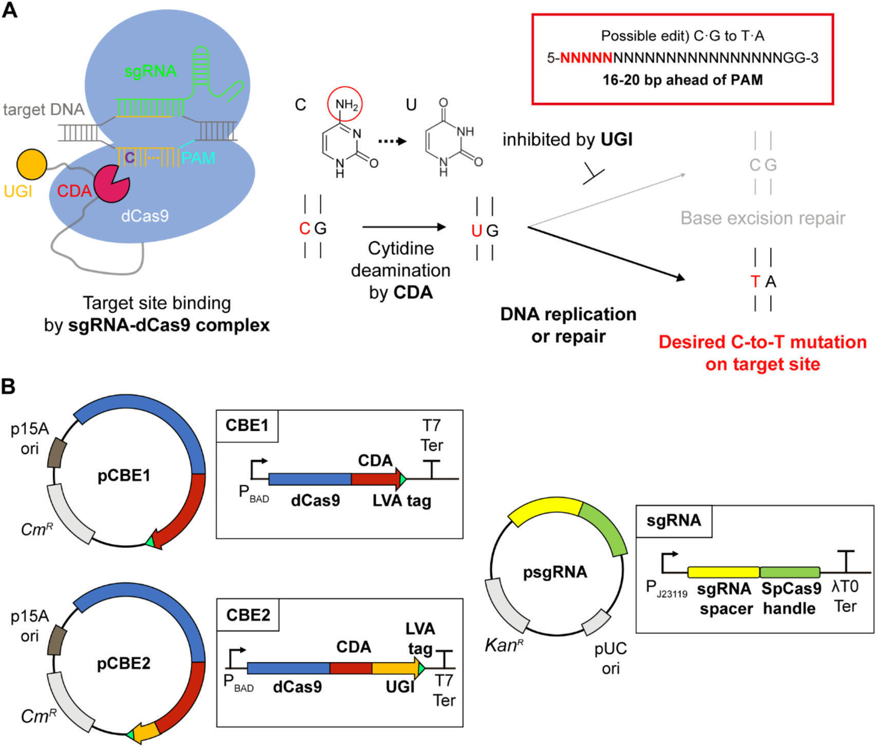 Development of a CRISPR-based cytosine base edi...