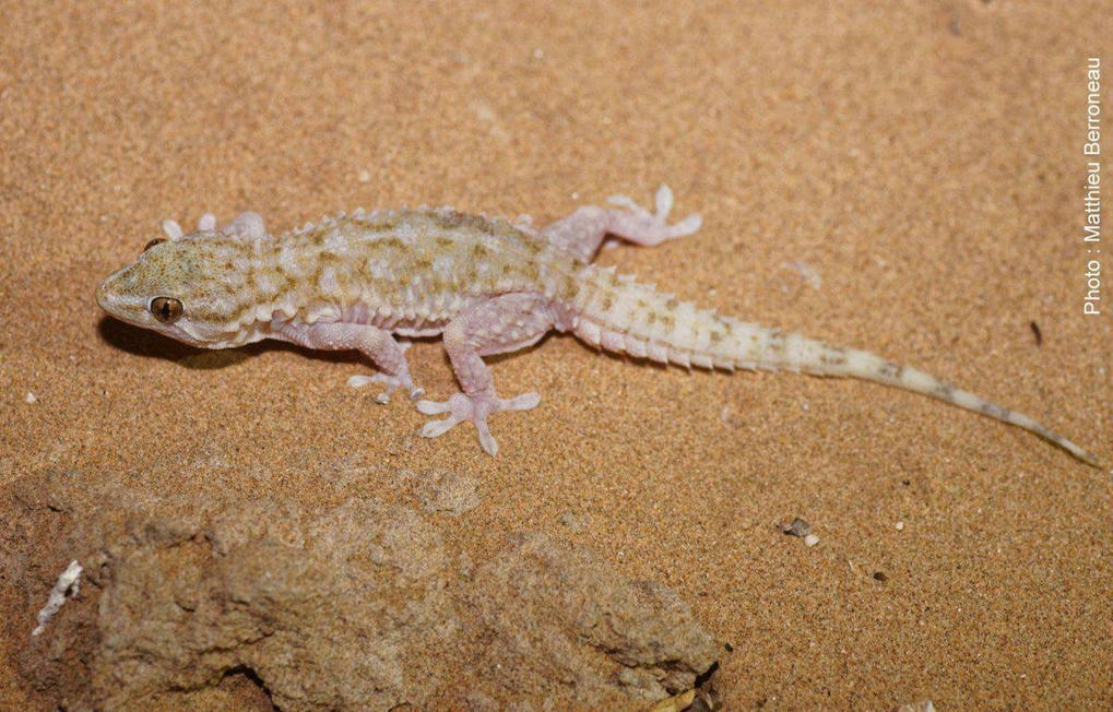 Bordeaux : « Le gecko, la Taren...