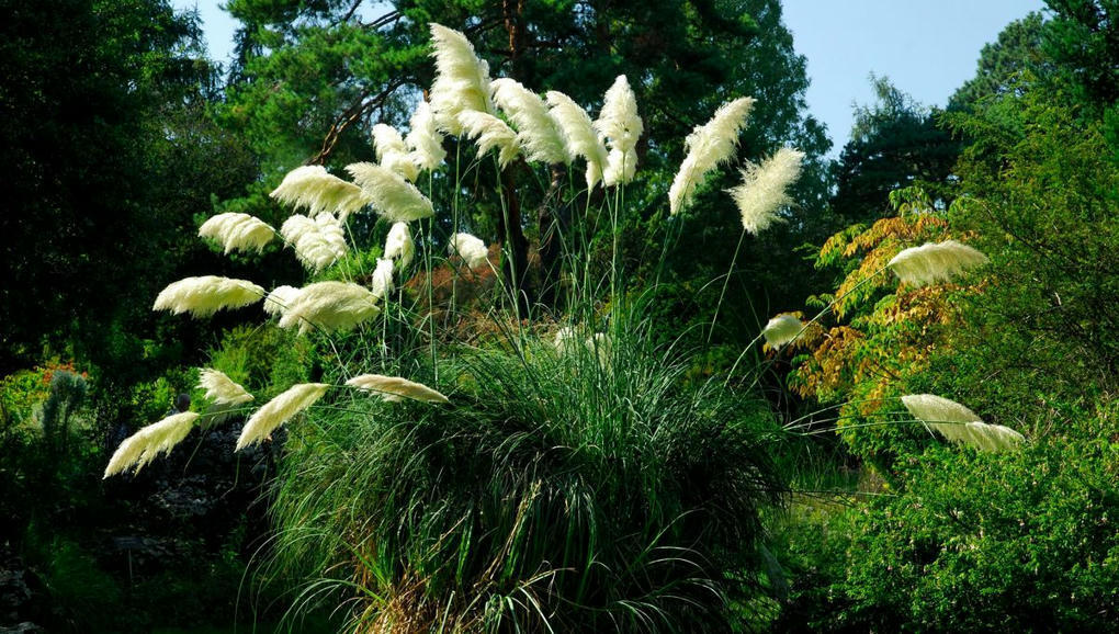 Herbe de la pampa au Pays basque : comment s'en...