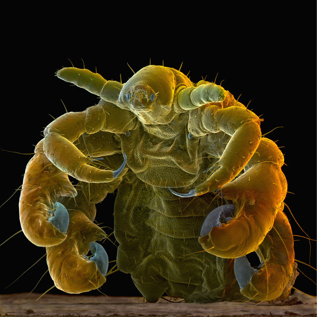 Biodiversité : les morpions menacé...