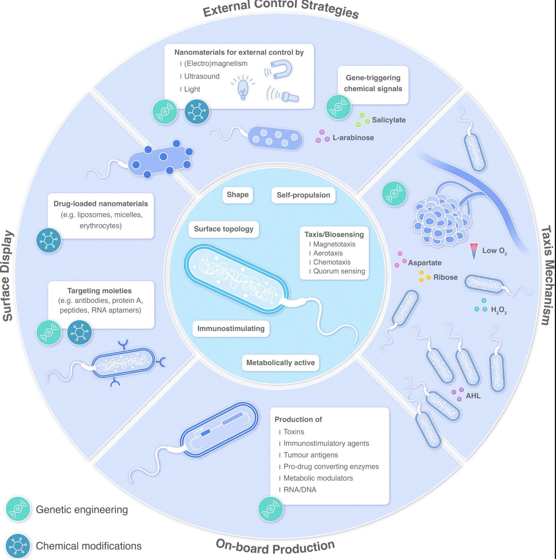 Paving the way for bacteria-based drug delivery...