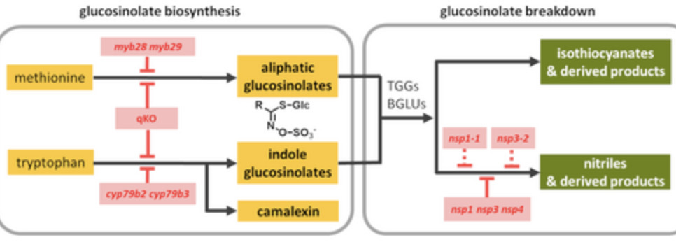 Plant glucosinolate biosynthesis and breakdown ...