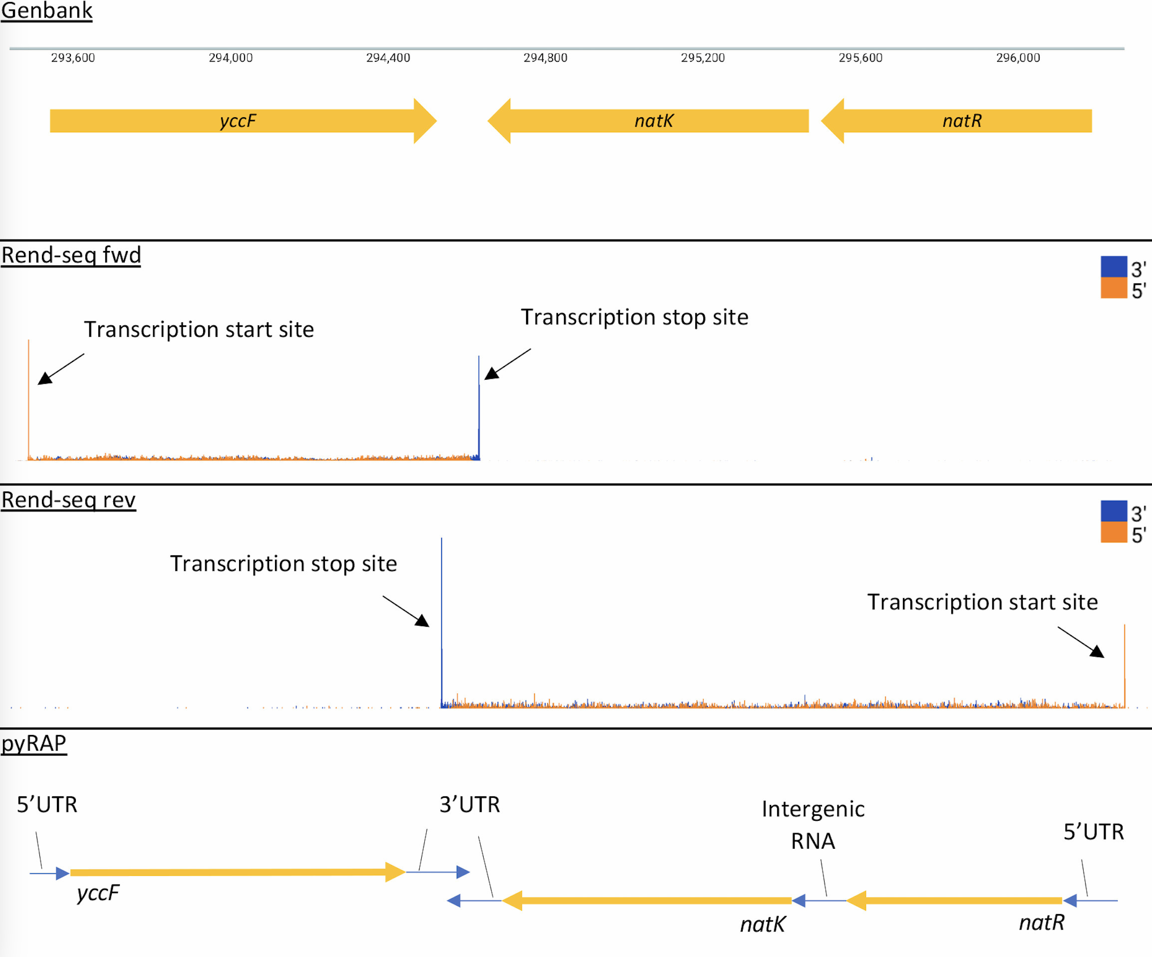 Genome-wide annotation of transcript boundaries...