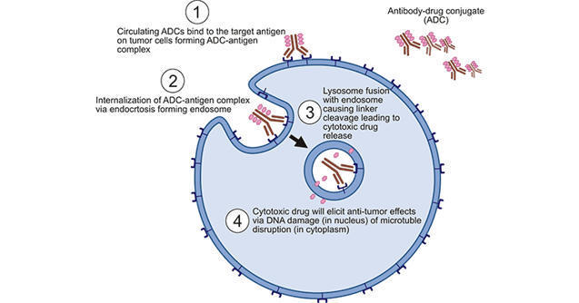 Antibody-drug Conjugates: A Comprehensive Guide...