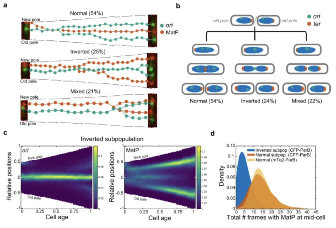 Mid-cell migration of the chromosomal terminus ...