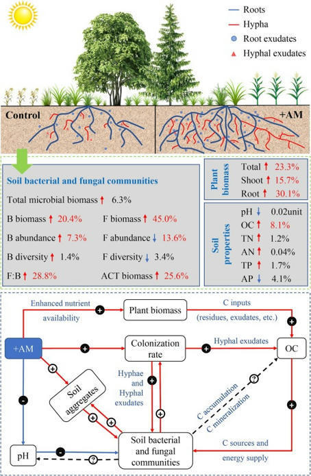 Role of Arbuscular Mycorrhizal Fungi in Plant P...