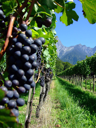 (DE) – Wein Lexikon | de.mimi.hu – 📚 Glossarissimo!