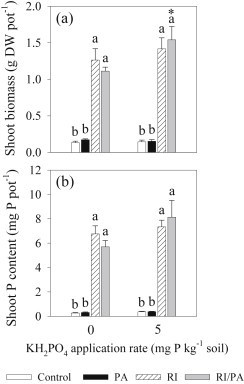 Hyphosphere interactions between an arbuscular ...