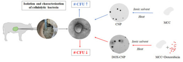 Cellulolytic Characterization of the Rumen-isol...