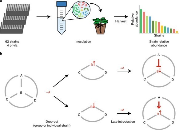 Synthetic microbiota reveal priority effects an...