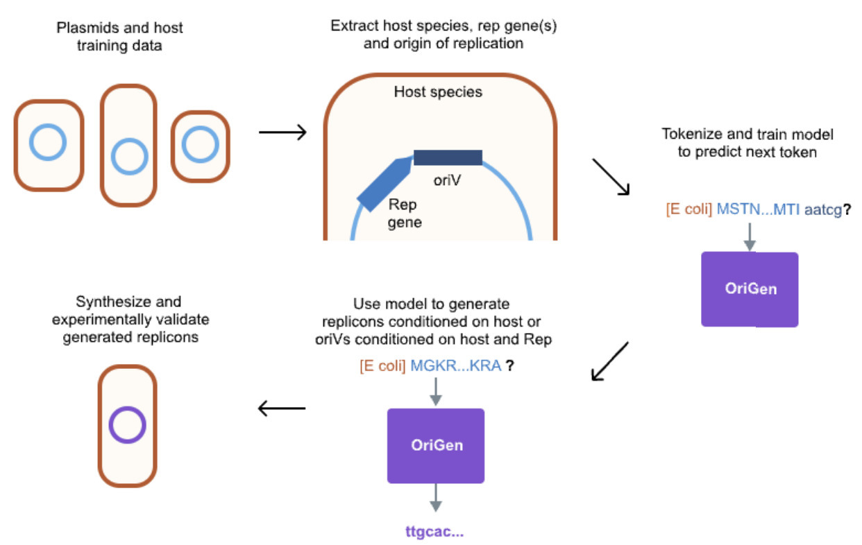Generating functional plasmid origins with OriG...