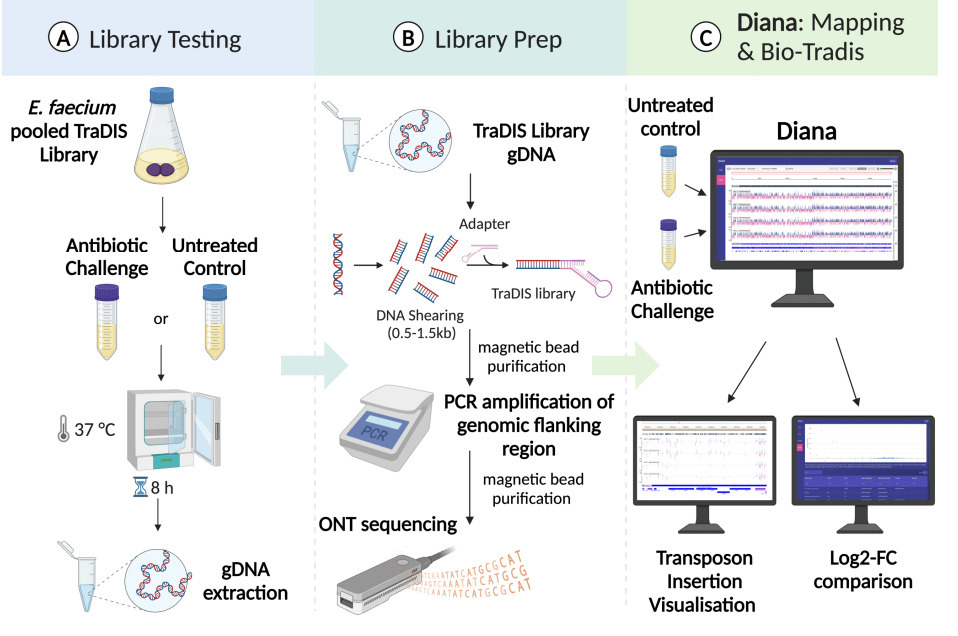 Transposon-directed insertion-site sequencing