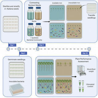 A gnotobiotic growth assay for Arabidopsis root...