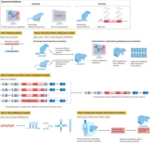 Tutorial: annotation of animal genomes | Npc