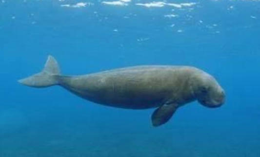 All you need to know about Red Sea's mermaid 'M...