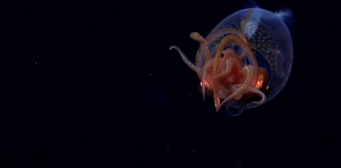 Les premières images d’un calamar ...