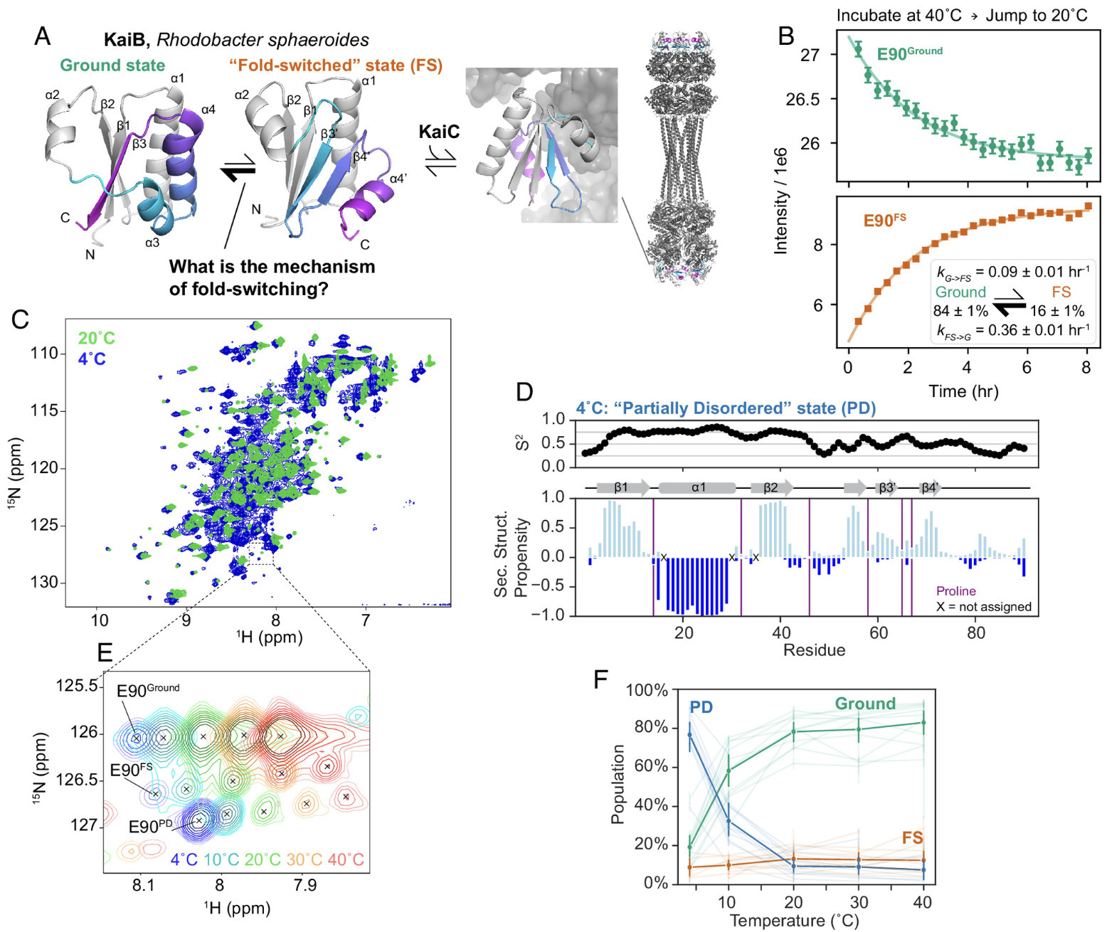 The conformational landscape of fold-switcher K...
