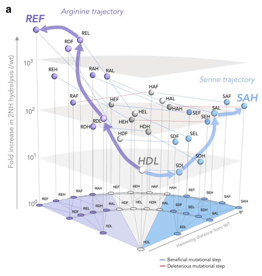 Origin Of Evolutionary Bifurcation In An Enzyme...