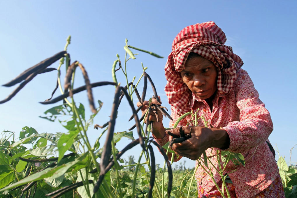 FOOD SECURITY : Food early warning systems can ...