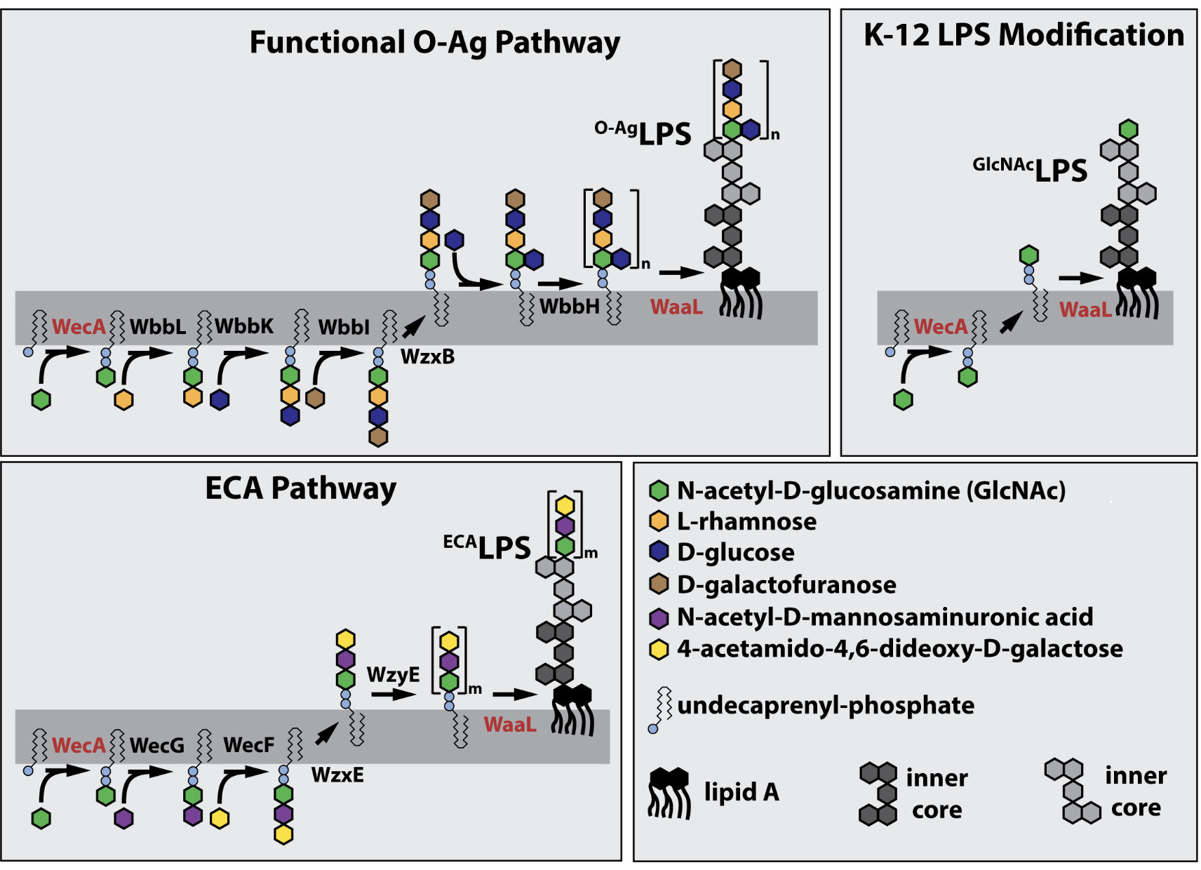 Using fluorescently labeled wheat germ agglutin...