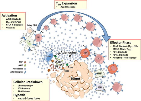 '#programmed cell death ligand 1 (PD-L1)' in Cancer Immunotherapy ...