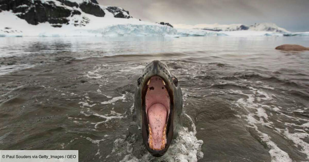 Léopard de mer : voici comment le pr&eac...