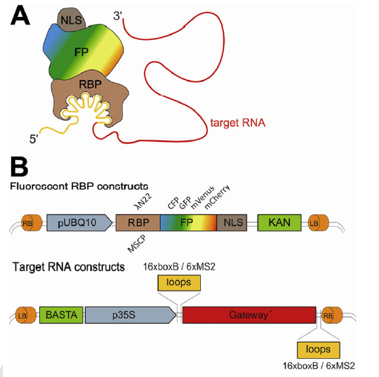 In vivo visualisation of RNA in plants cells us...
