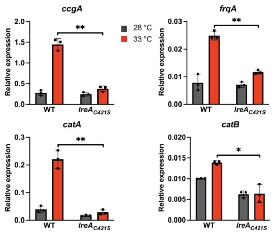 The LOV-domain blue-light receptor LreA of the ...