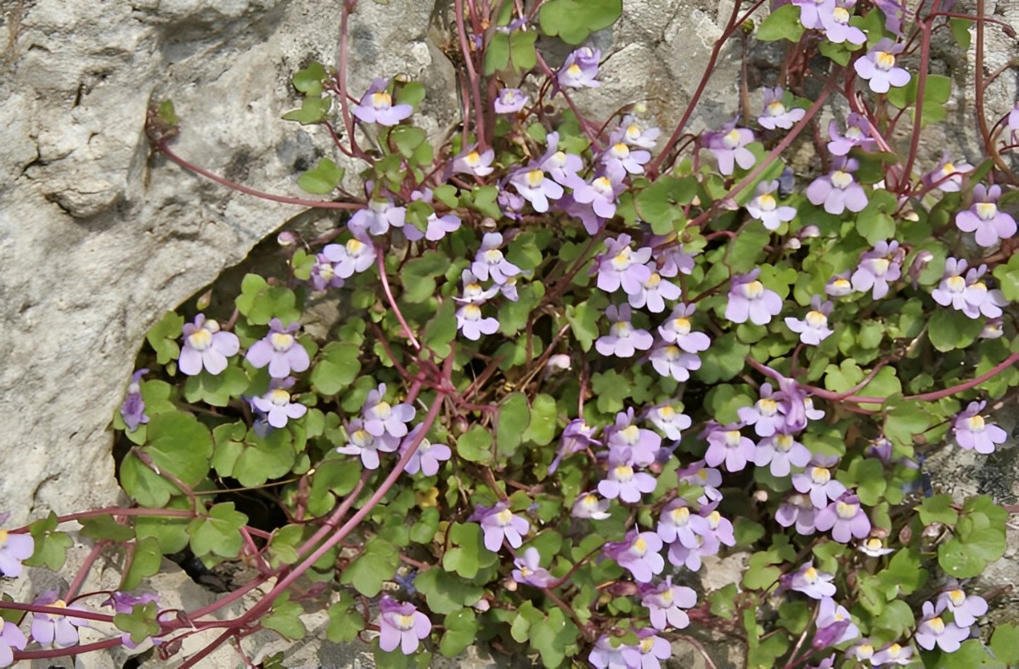 Fleurs qui poussent dans les murs : comment les...