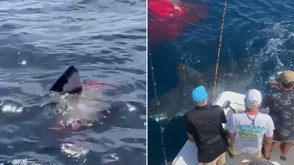 VIDEO: Fishermen Watch Great White Shark Eat Lu...