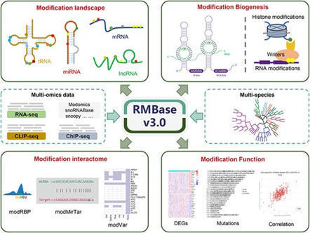RMBase v3.0: decode the landscape, mechanisms a...